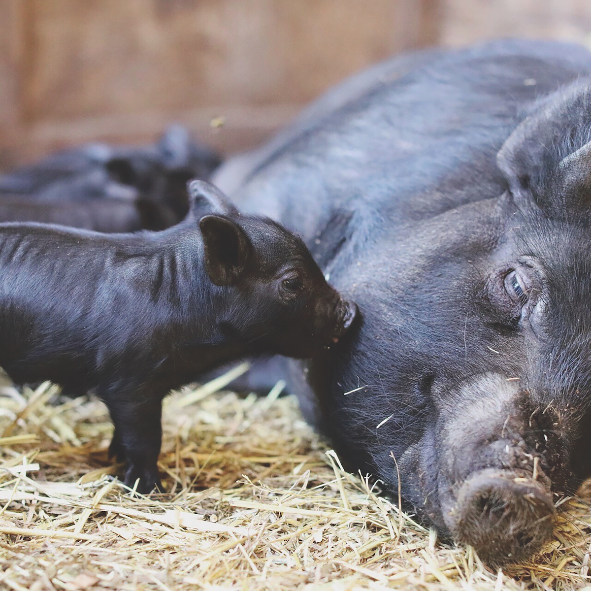 Baby Black Pigs
